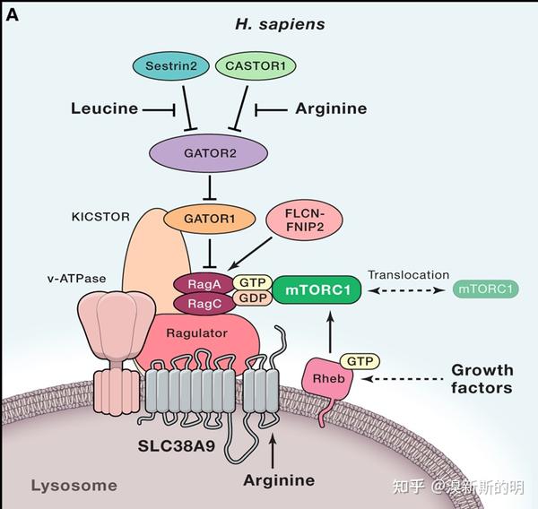 mTOR信号通路 - 知乎