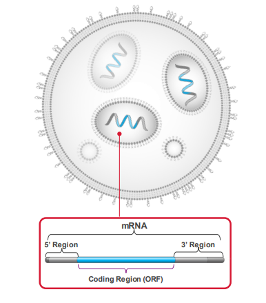 靶向34个新生抗原的个体化疫苗mRNA-4157 - 知乎