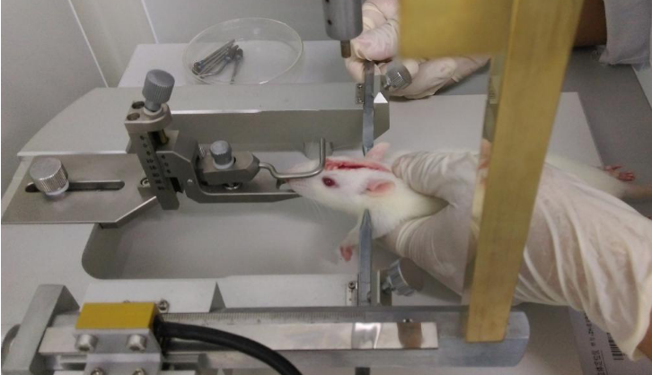 颅脑损伤(TBI)大鼠模型建造方法 - 知乎