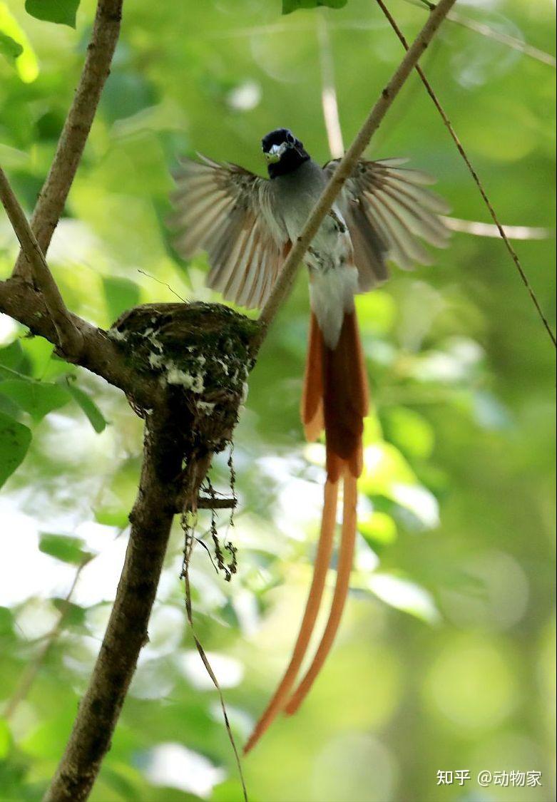 世界上有一种鸟，尾巴长得像丝带，你知道是哪种鸟吗？ - 知乎