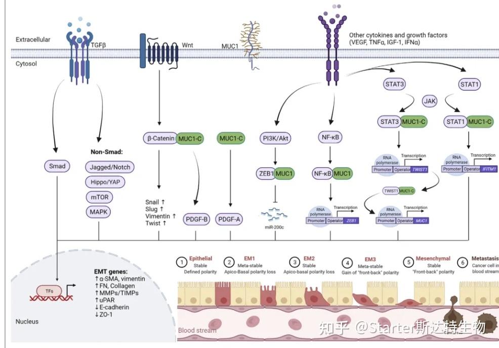 MUC1（Mucin1)/CD227与肿瘤治疗 - 知乎