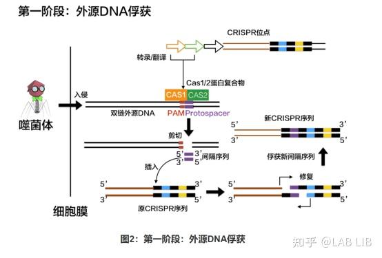 CRISPR-Cas9个人笔记 - 知乎