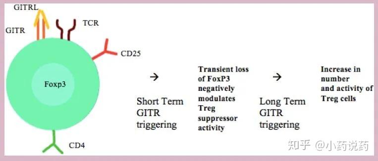 肿瘤免疫治疗的新靶点：GITR的作用 - 知乎