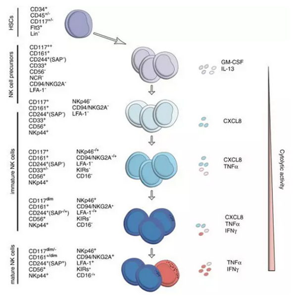 精品推荐 | 人源化CD16单抗：高纯度，高结合活性，免费试用 - 知乎
