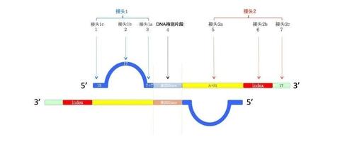 华大智造BGISEQ/MGISEQ文库构建与测序原理图示 - 知乎