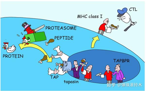 APC细胞交叉呈递的分子机理 - 知乎