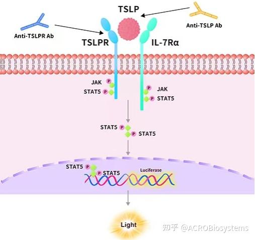 TL1A报告基因细胞株：自免疾病明星靶点TL1A药物开发 - 知乎