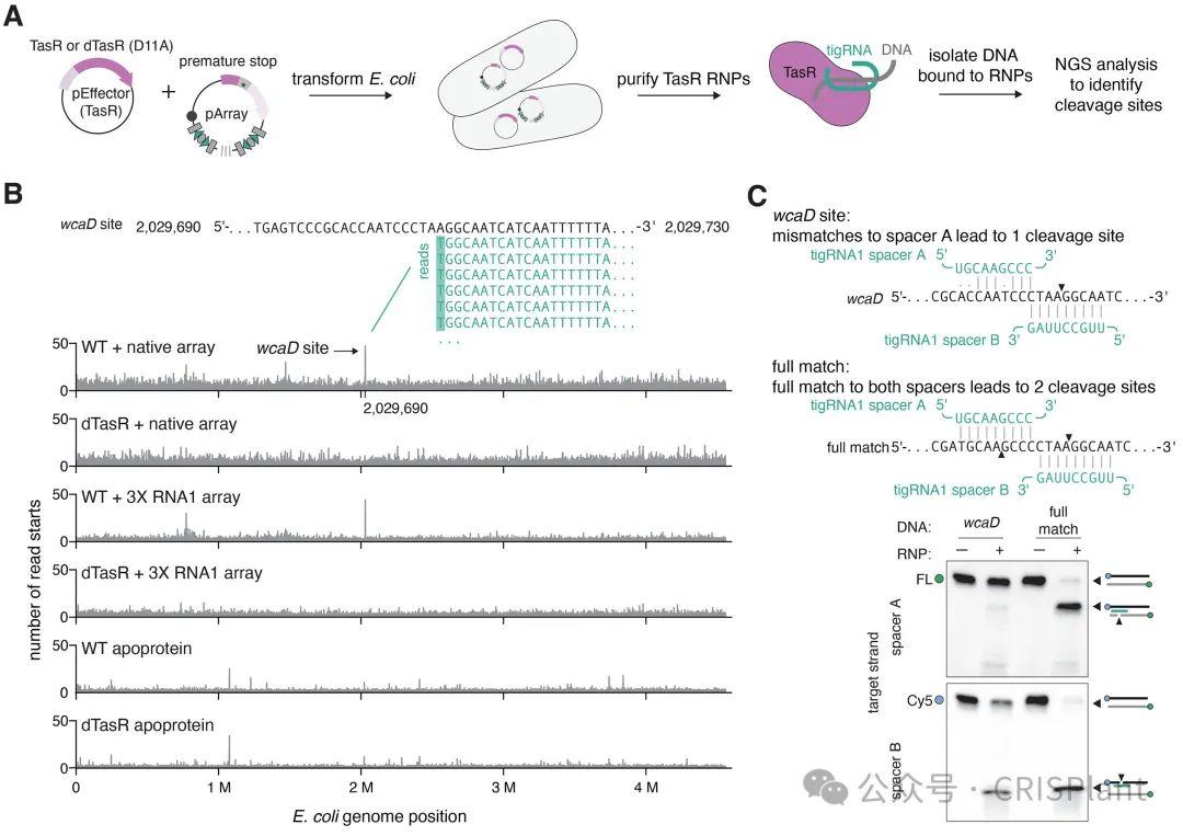 揭秘TIGR-Tas：自然界隐藏的“基因剪刀”新家族 - 知乎