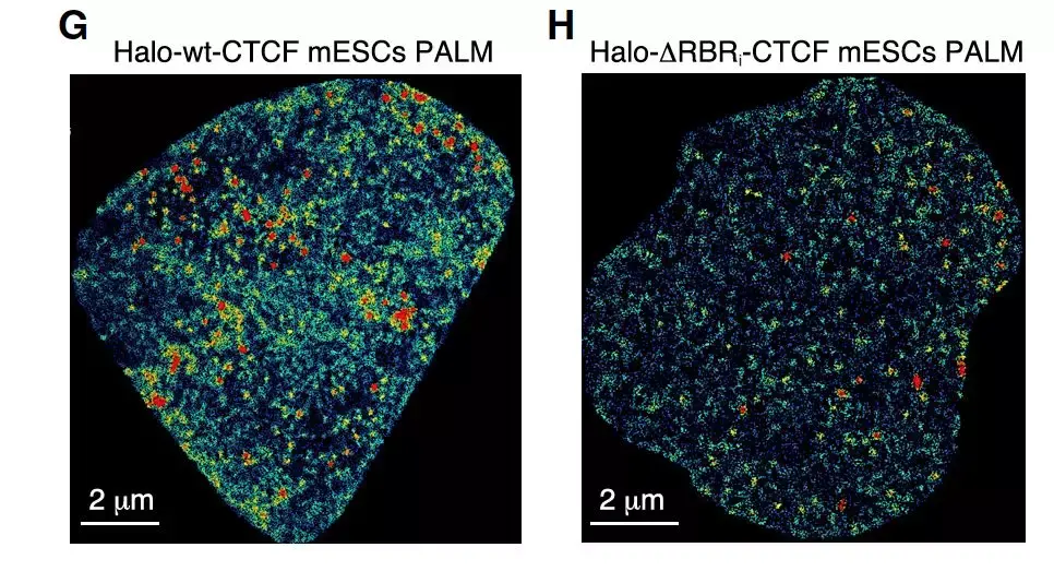 Mol Cell背靠背 | CTCF蛋白对染色质结构的调控与CTCF-RNA的相互作用密切相关 - 知乎
