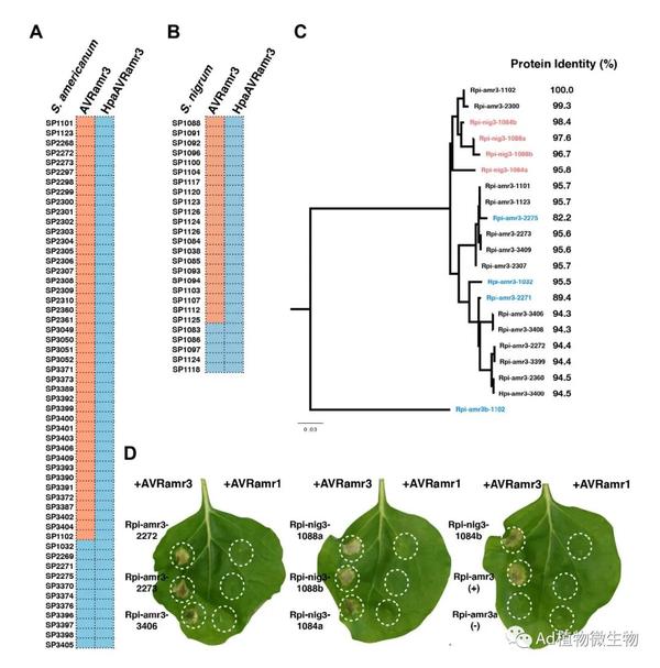 Molecular Plant | 研究揭示一个晚疫病抗性基因保护植物免受广谱疫霉病侵害的机制！ - 知乎