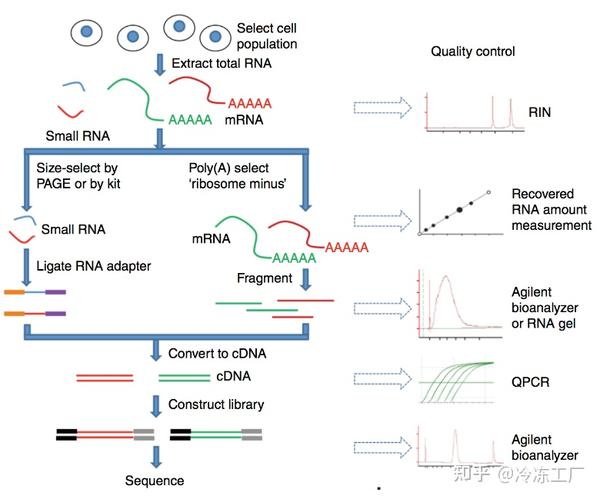 Rna Seq 详细教程：分析流程介绍（1） 知乎