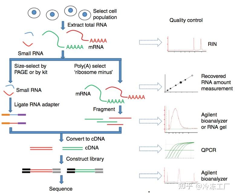 RNA-seq 详细教程：分析流程介绍（1） - 知乎