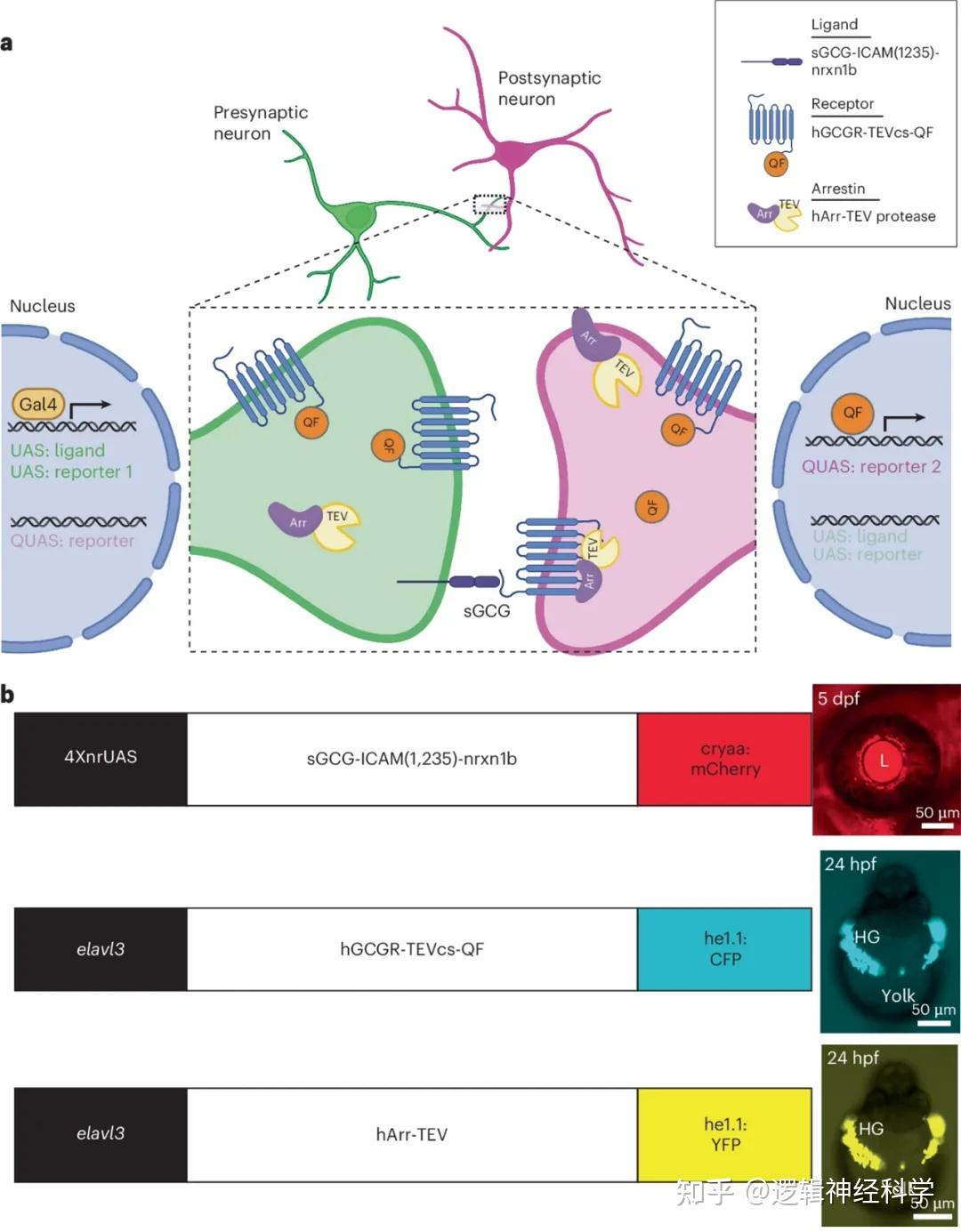Nat Neurosci︱突破！美国盖泽尔医学院团队基于遗传学方法的斑马鱼神经回路跨突触标记和转录控制 - 知乎