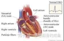 关于ECG你需要知道的基础知识 - 知乎