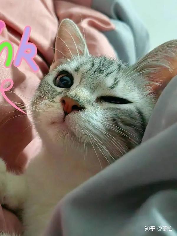 游戏公司竟然举办猫咪选美比赛？ - 知乎
