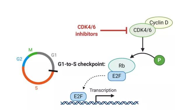 CDK4/6i不良反应管理手册来了！这篇总结的很全哦 - 知乎