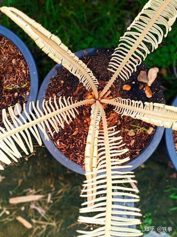 暹罗苏铁 Cycas siamensis - 知乎