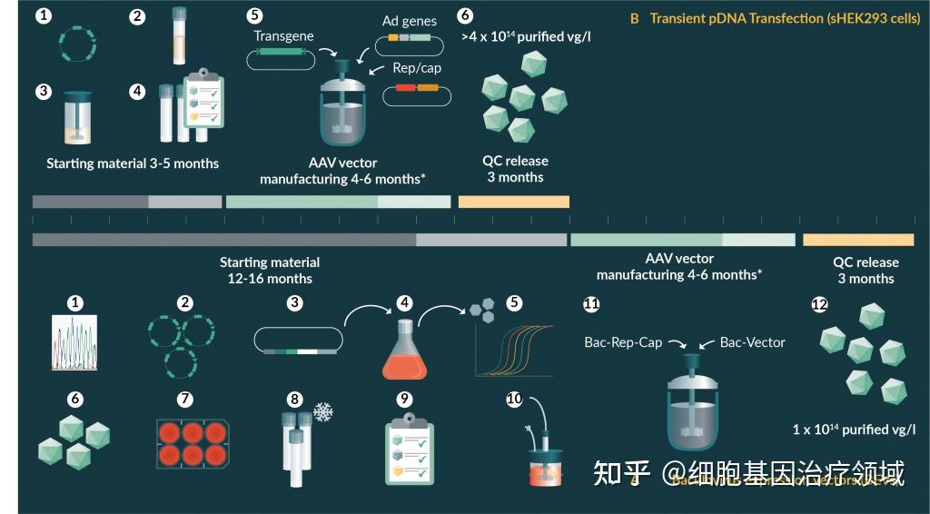 转动AAV基因治疗载体的魔方 - 知乎
