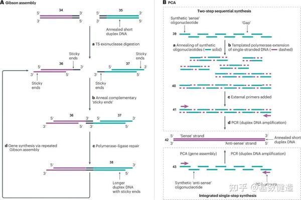 深度解析：不同DNA合成技术的开发和商业化进展 - 知乎