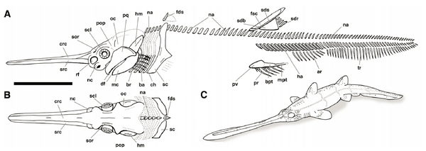 【地球演义】鲛腾记2：形 - 知乎