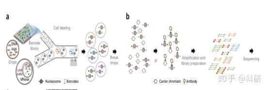 ChIP-seq技术介绍｜易基因 - 深圳市易基因科技 - 博客园