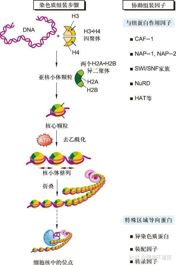 细胞核与染色质 - 知乎