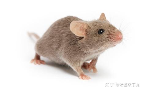 DBA小鼠以及亚系介绍 - 知乎