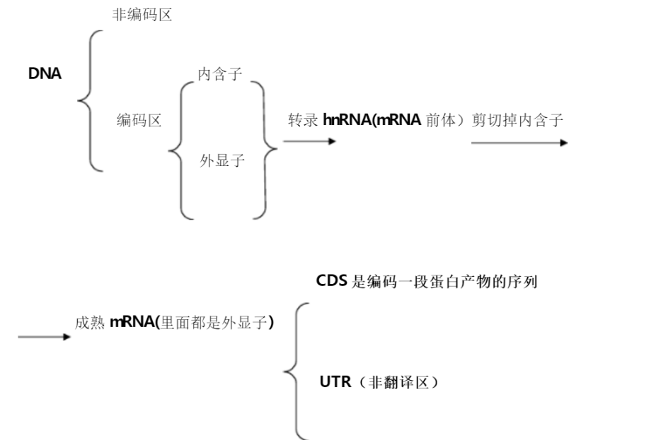 分子生物学整理|基因和DNA笔记（一） - 知乎