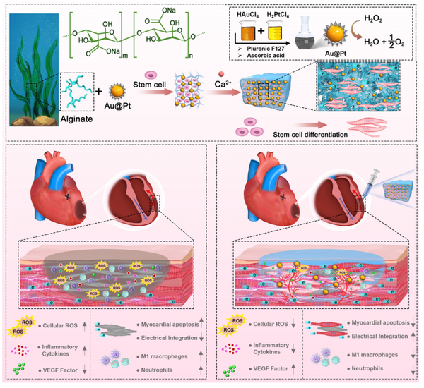 《ACS NANO》: 包裹双功能 Au@Pt 核壳纳米颗粒可注射水凝胶调节梗死微环境,并通过抗氧化和电整合提高干细胞治疗效果 - 知乎