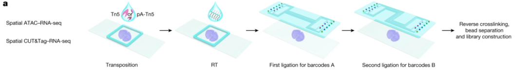 DBiT-seq 空间多组学平台 - 知乎