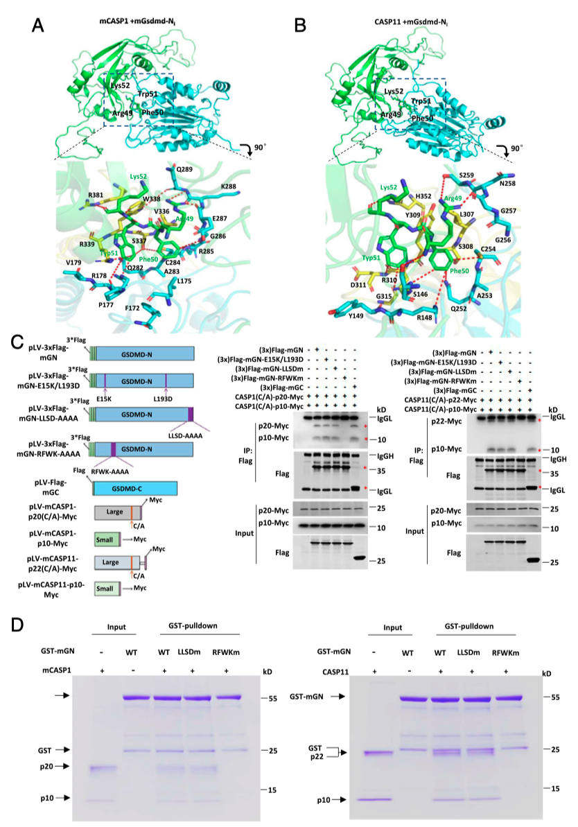 PNAS丨GSDMD对caspase-1/11的负反馈作用 - 知乎