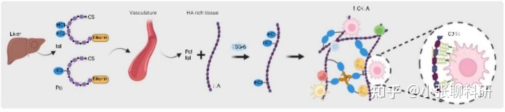 双热点重磅综述丨少有人知的细胞外基质（ECM）和免疫系统对话 - 知乎