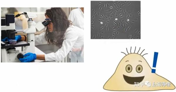 ibidi成像科普课堂 |相差显微镜的原理相差显微镜是如何工作的？ - 知乎