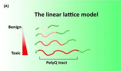 岂知毒性蕴，一物本多姿：polyQ蛋白构象多态性与细胞毒性 - 知乎