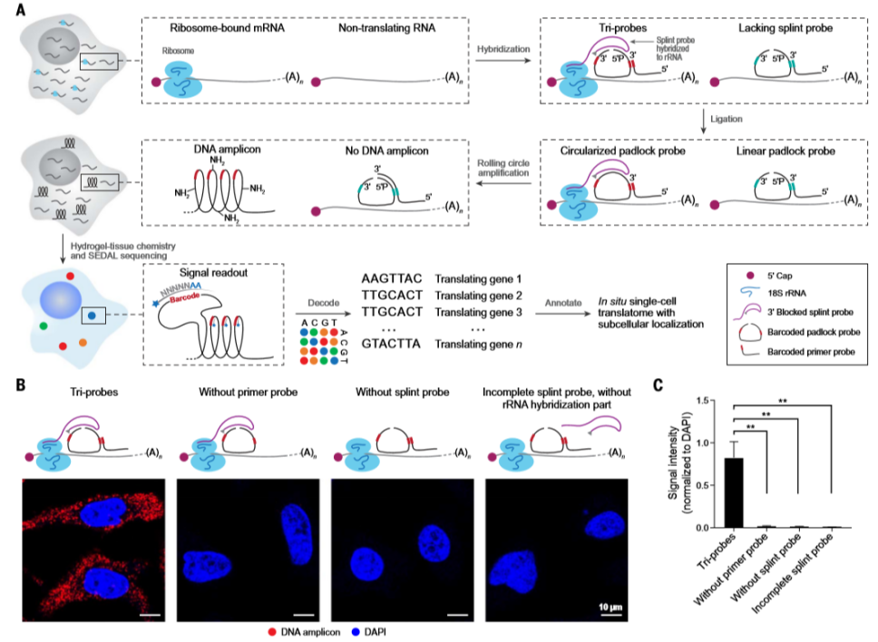 Science | 空间翻译组学测序技术RIBOmap，以单细胞和分子分辨率揭示脑组织翻译调控机制 - 知乎