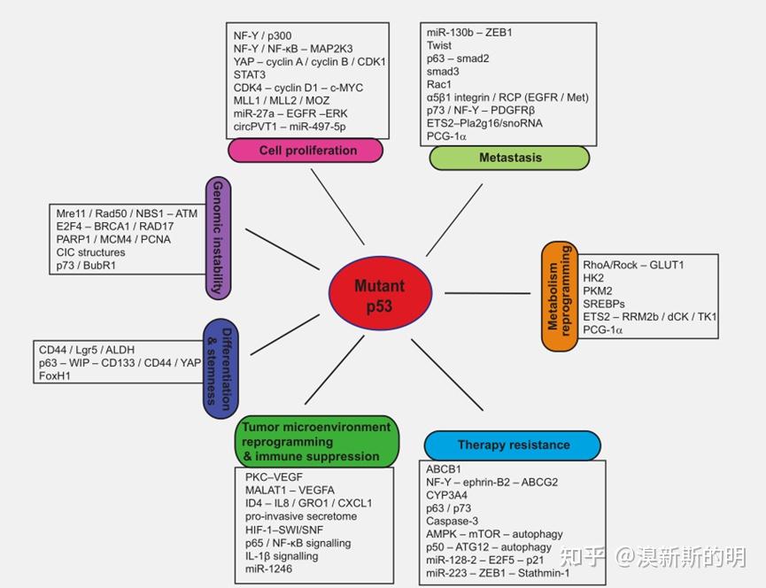 p53功能获得突变与癌症进展和治疗 - 知乎
