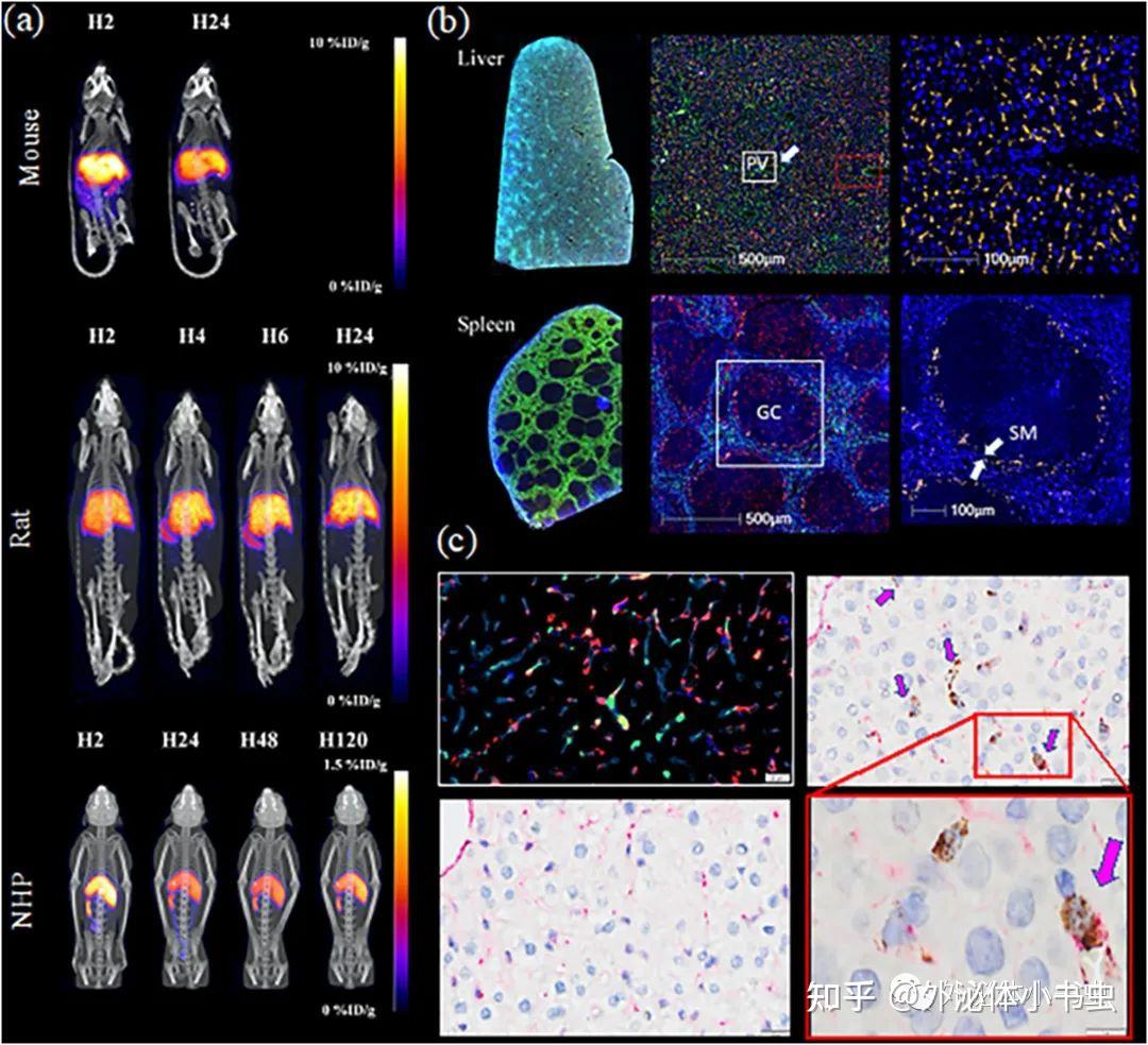 文献分享【Nucl. Med. Biol.】外泌体的不同给药方式在动物体内组织分布 - 知乎