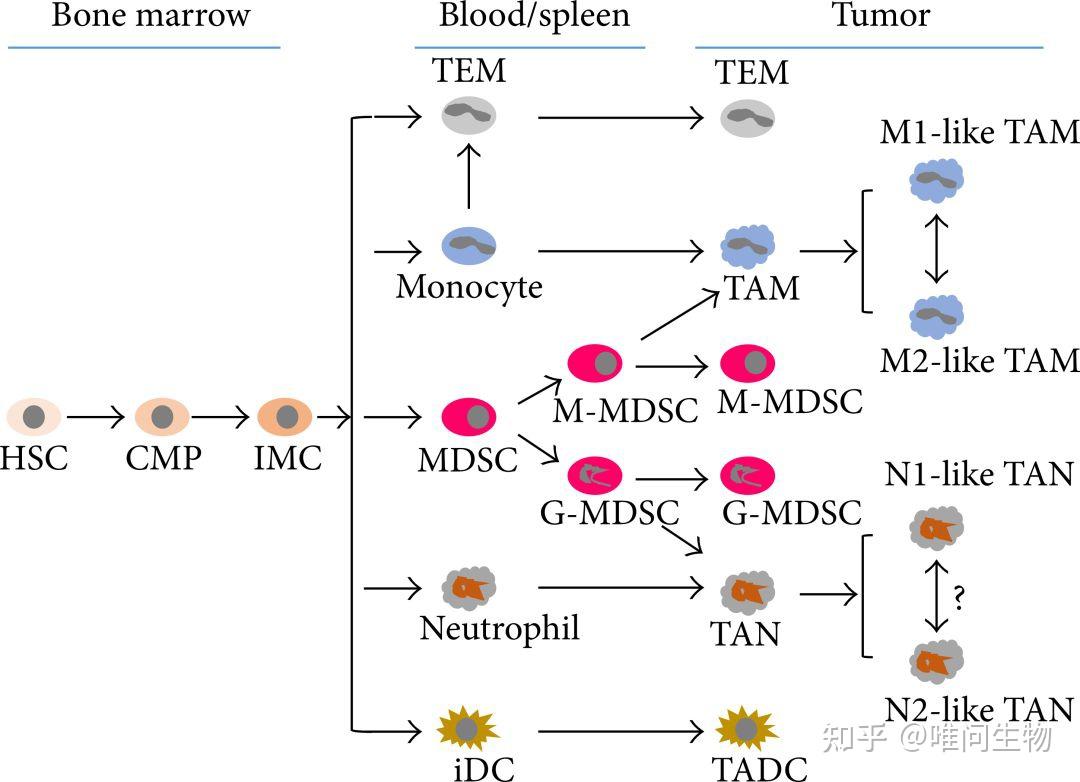 肿瘤微环境中中性粒细胞与巨噬细胞的相互作用 - 知乎