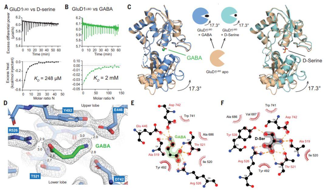Science：挑战谷氨酸能和 GABA 能受体的经典二分法！ - 知乎