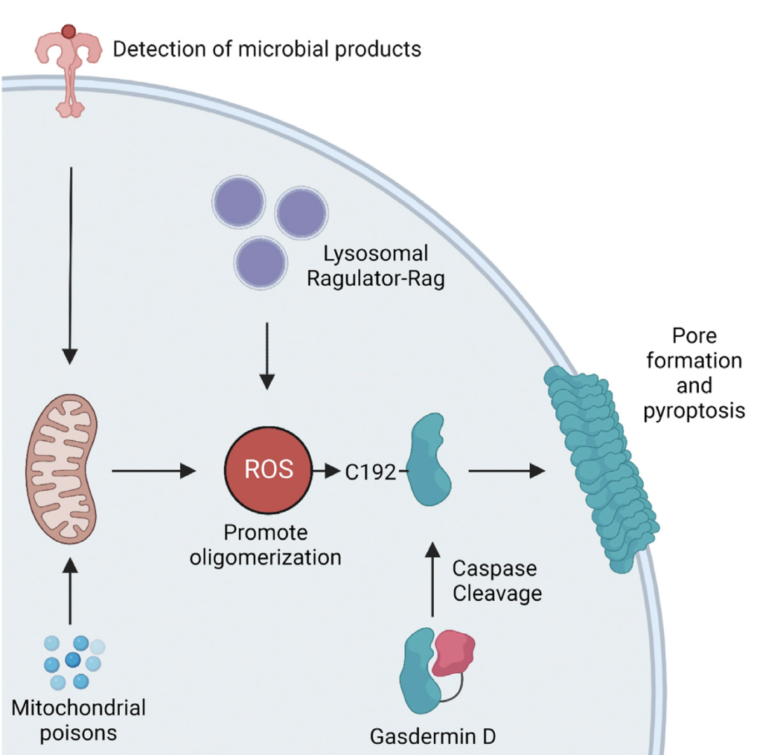 Cell Reports丨Gasdermin D 的成孔活性对氧化还原敏感 - 知乎