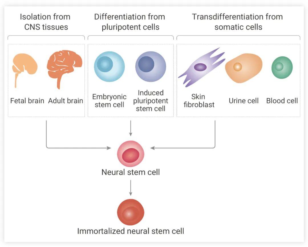 神经干细胞移植 “逆转” 神经损伤 - MedChemExpress - 知乎
