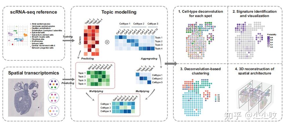 国产空转工具推荐 | STRIDE：使用scRNA-seq对空间转录组进行精准的整合分析 - 知乎