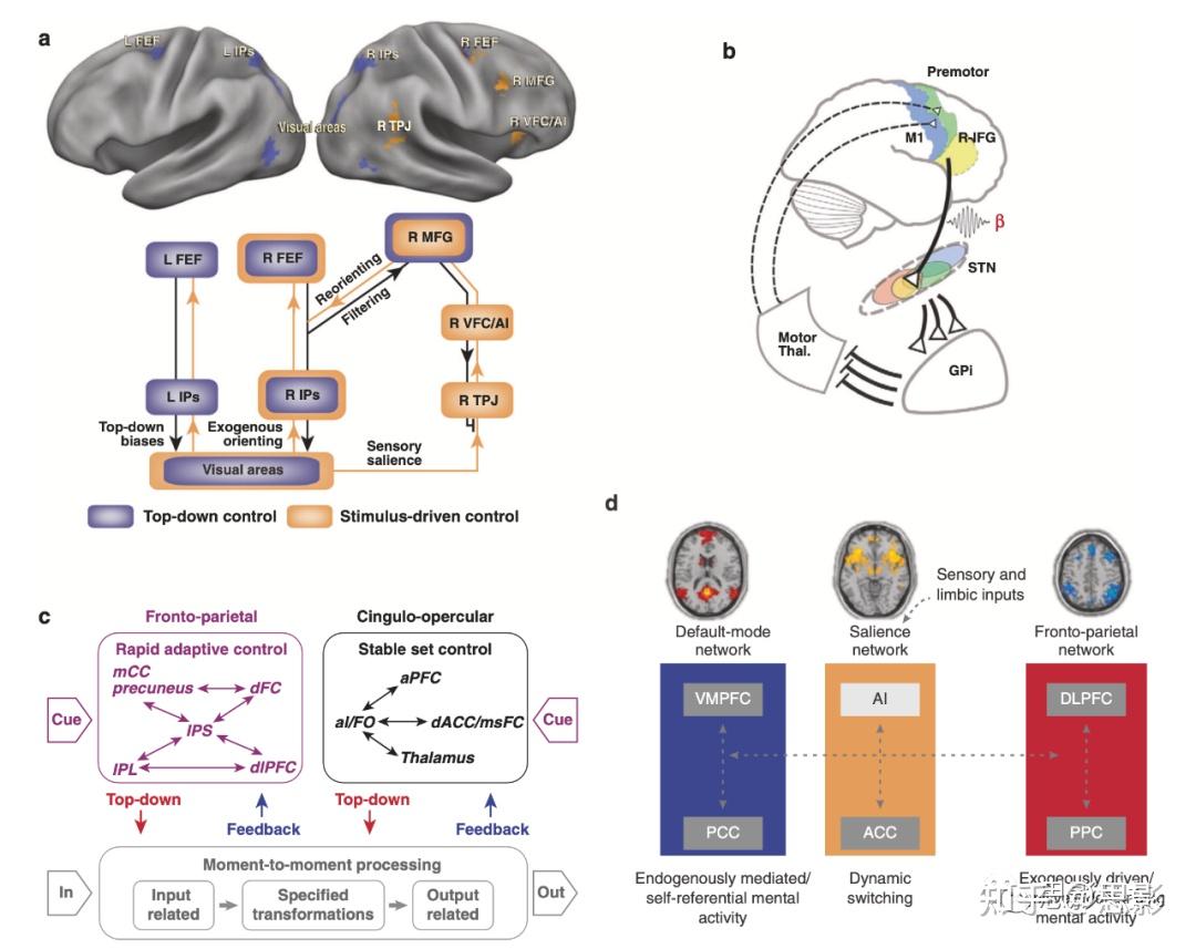 PFC网络在认知控制和执行功能中的作用 - 知乎
