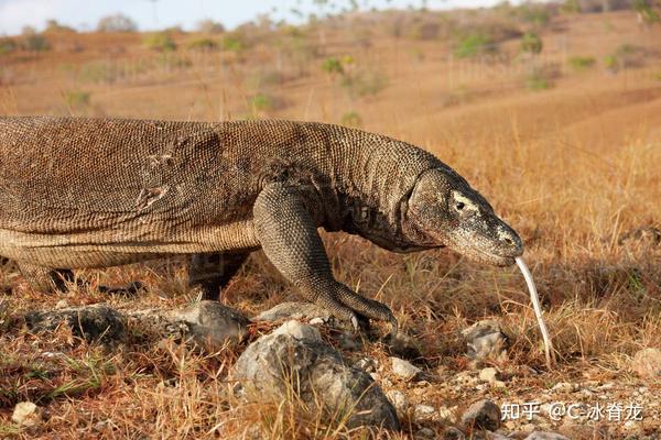 【神秘动物学】克罗斯威克怪物（The Crosswick Monster） - 知乎