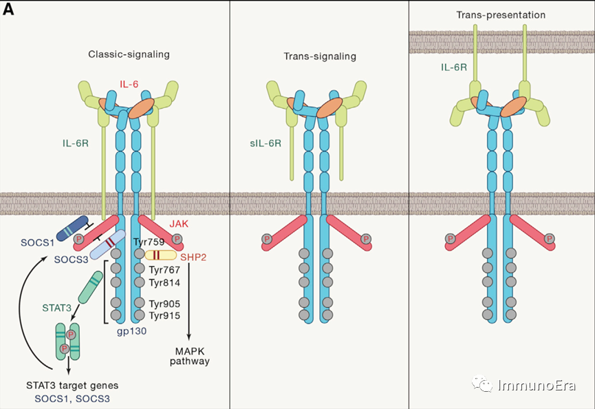 PSCprof 人多能干细胞消化液