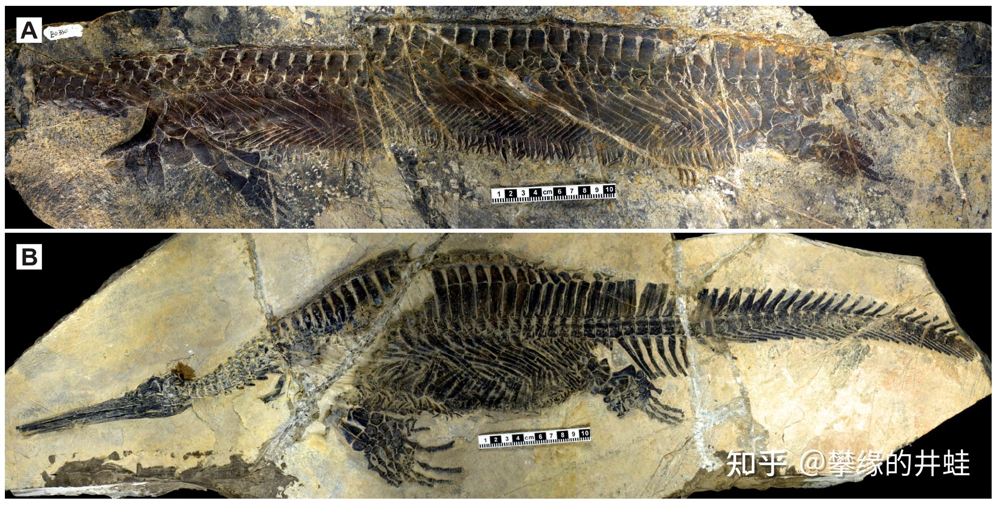 【地球演义】第二百七十六回 九龙颂8：等闲入海即乘潮 - 知乎