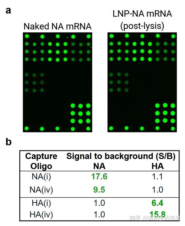 多价mRNA疫苗中各组分mRNA的快速鉴定和准确定量 - 知乎