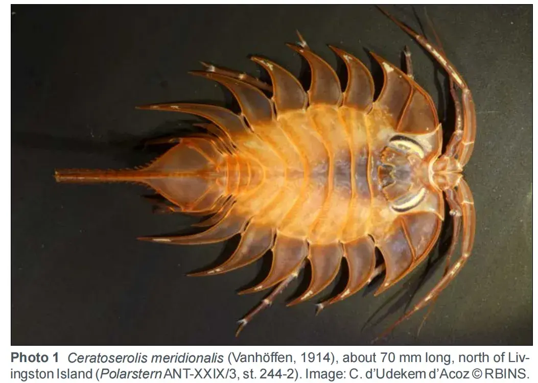 三叶虫的现生“平替”——扁水虱（作者：克尔-纽曼黑洞 海洋欢乐谷） - 知乎
