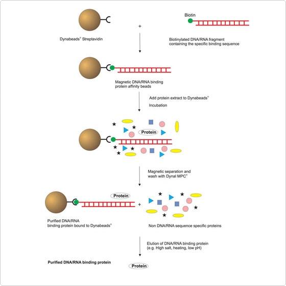 核内DNA sensor---hnRNPA2B1 - 知乎