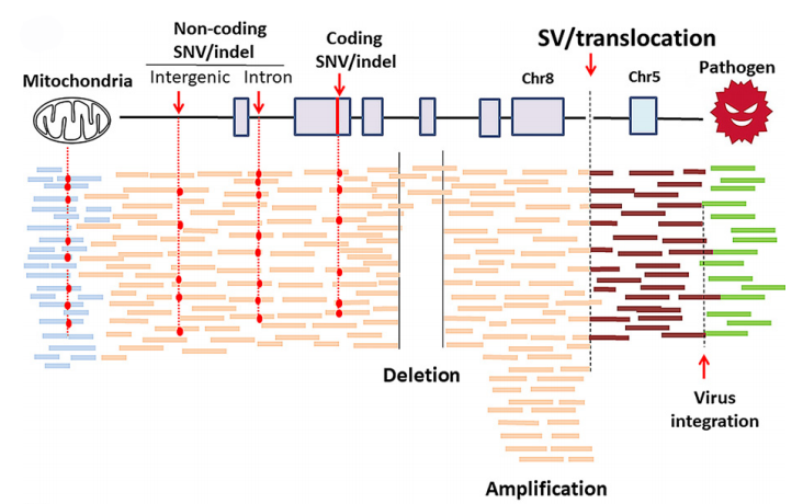 #微观探索人体奥秘# 035 DNA测序 - 知乎